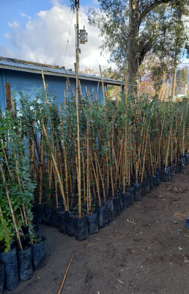 Urban Reforestation Program – ISA